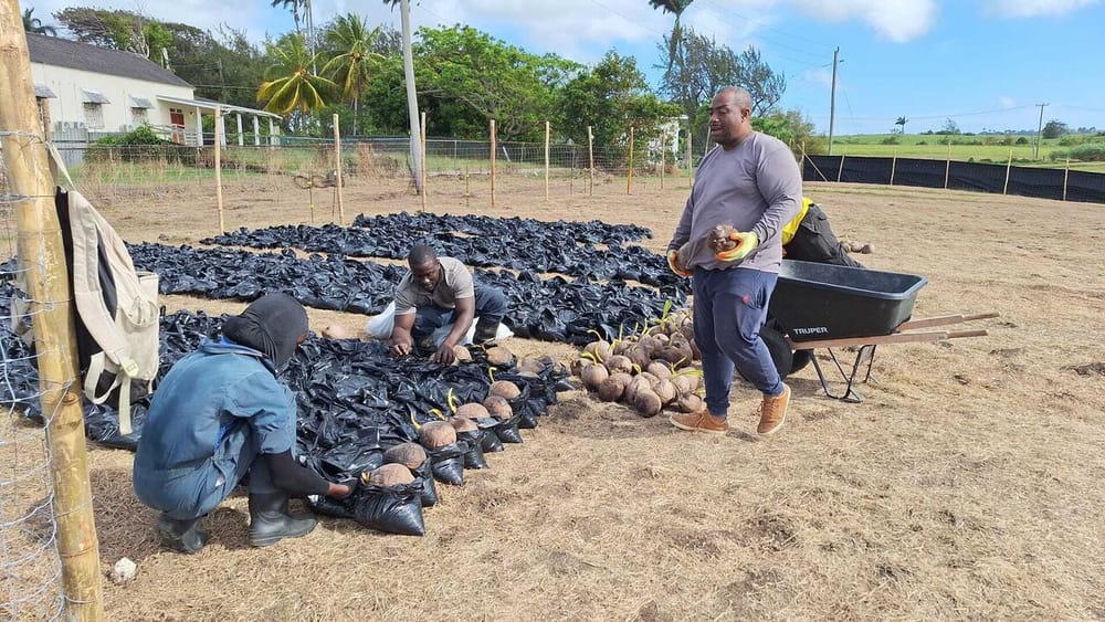 Kendal’s coconut tree nursery